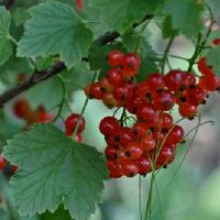 Red Currant (Ribes rubrum 'Red Lake') in the Currants and Gooseberries ...
