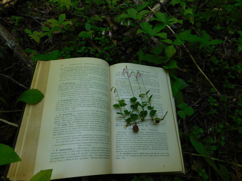 Photo of the documentation of Twinflower (Linnaea borealis) posted by ...