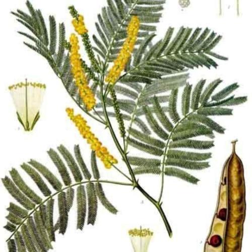 Cutch Tree (Senegalia catechu) - Garden.org