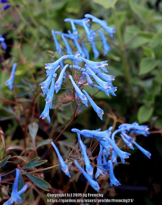 Blue Fumewort (Corydalis flexuosa Hillier™ Porcelain Blue) - Garden.org
