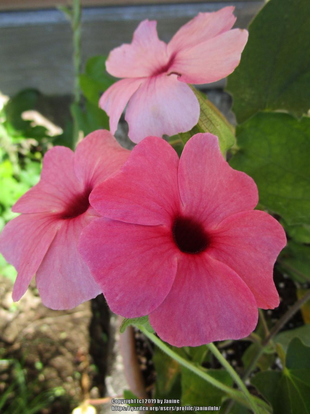 Photo of the bloom of Black Eyed Susan Vine (Thunbergia alata Sunny ...