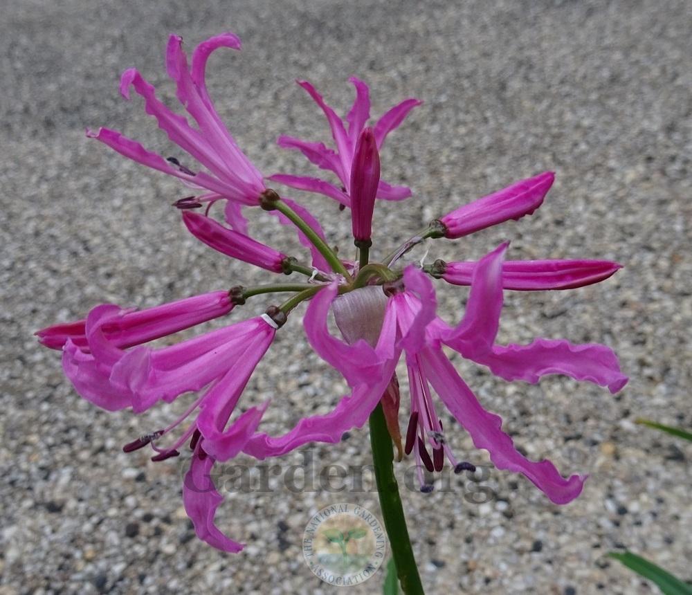 Cape Lily (Nerine 'Winter Cheer') in the Cape Lilies Database - Garden.org