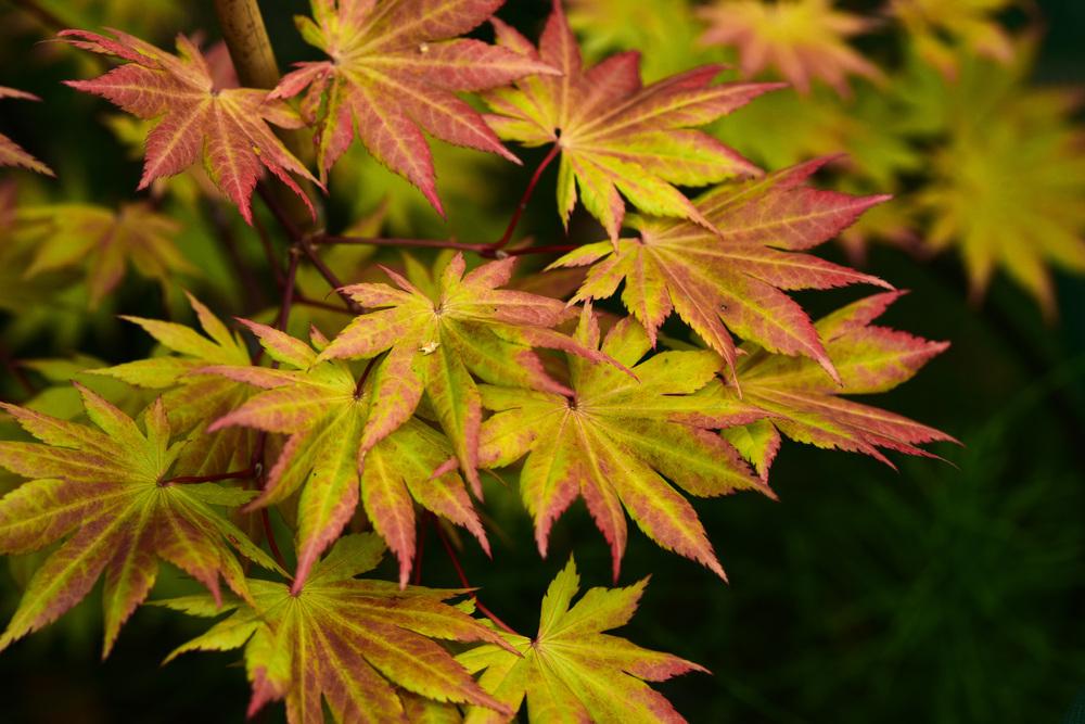 Full Moon Maple (Acer shirasawanum 'Autumn Moon') - Garden.org
