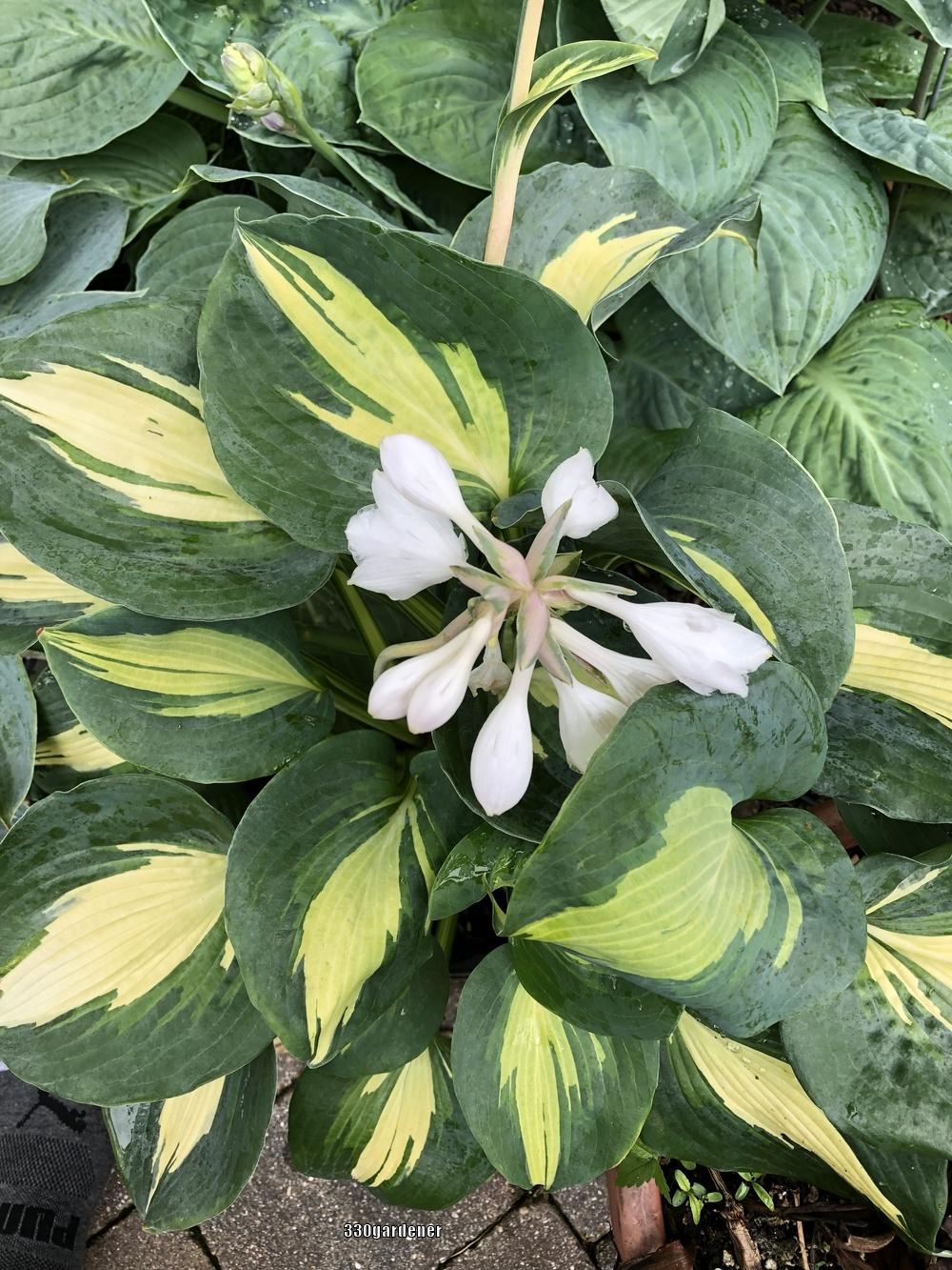Hosta 'Dream Weaver' in the Hostas Database - Garden.org