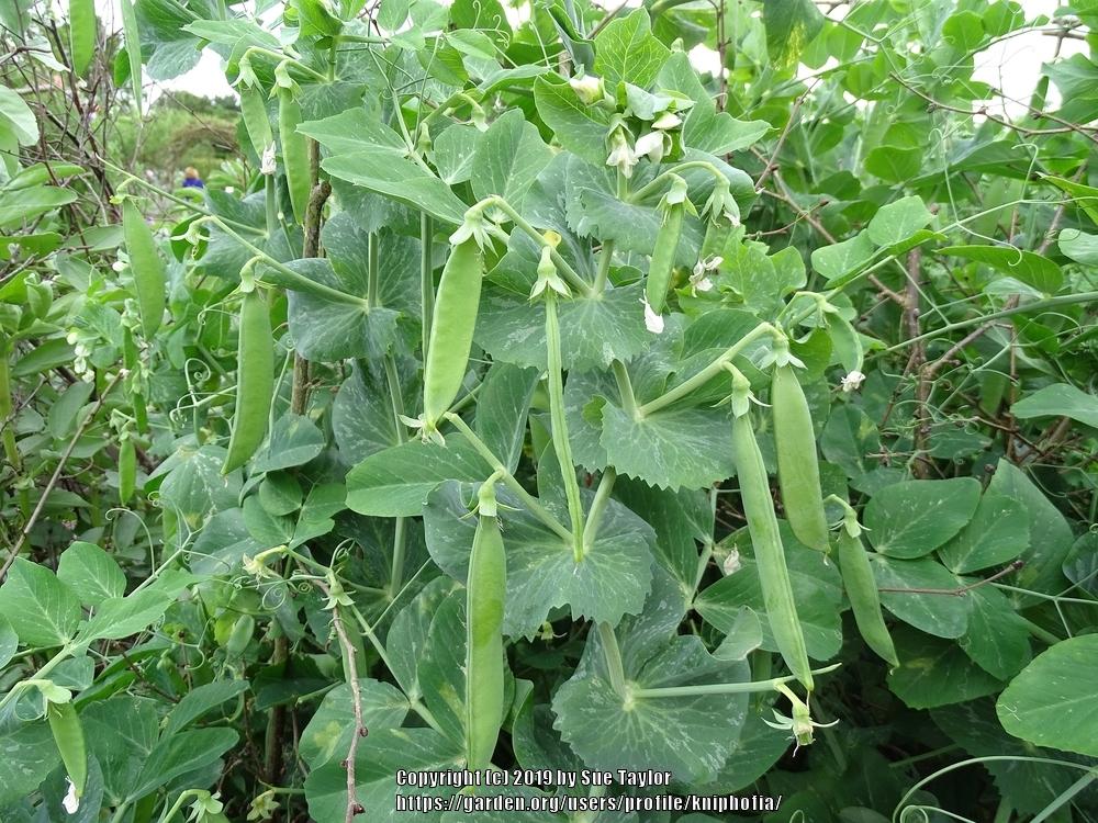 English Pea (Lathyrus oleraceus 'Douce Provence') in the Peas Database ...