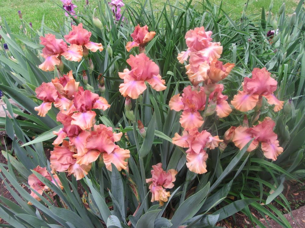 Photo of the entire plant of Tall Bearded Iris (Iris 'Bronze Warrior ...