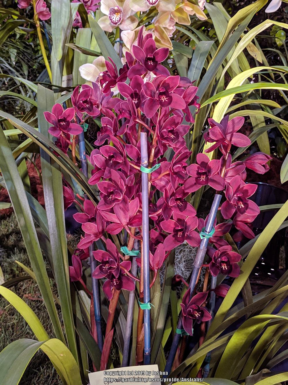Orchid (Cymbidium Radiant Ruby) - Garden.org