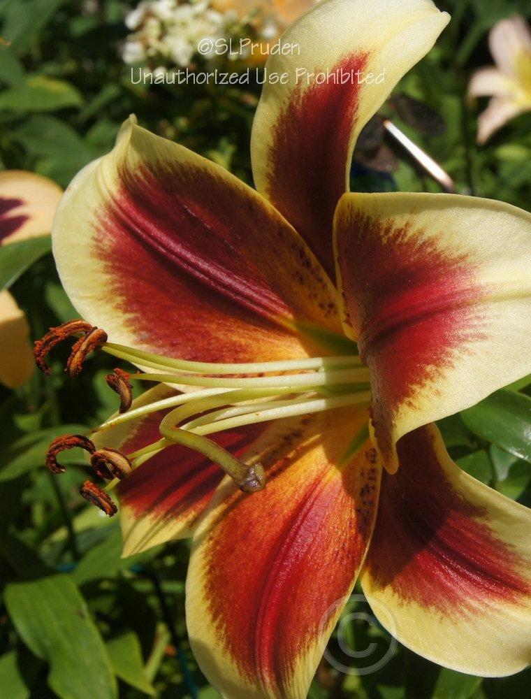 Photo of the stamens, filaments and pistils of Lily (Lilium 'Red Dutch ...