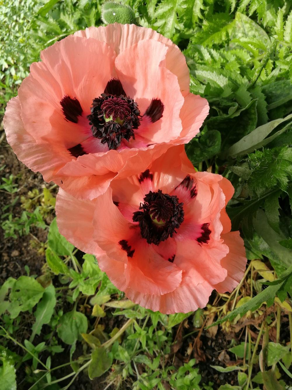 Poppy ID resources? Giant pink poppy in the Plant ID forum - Garden.org