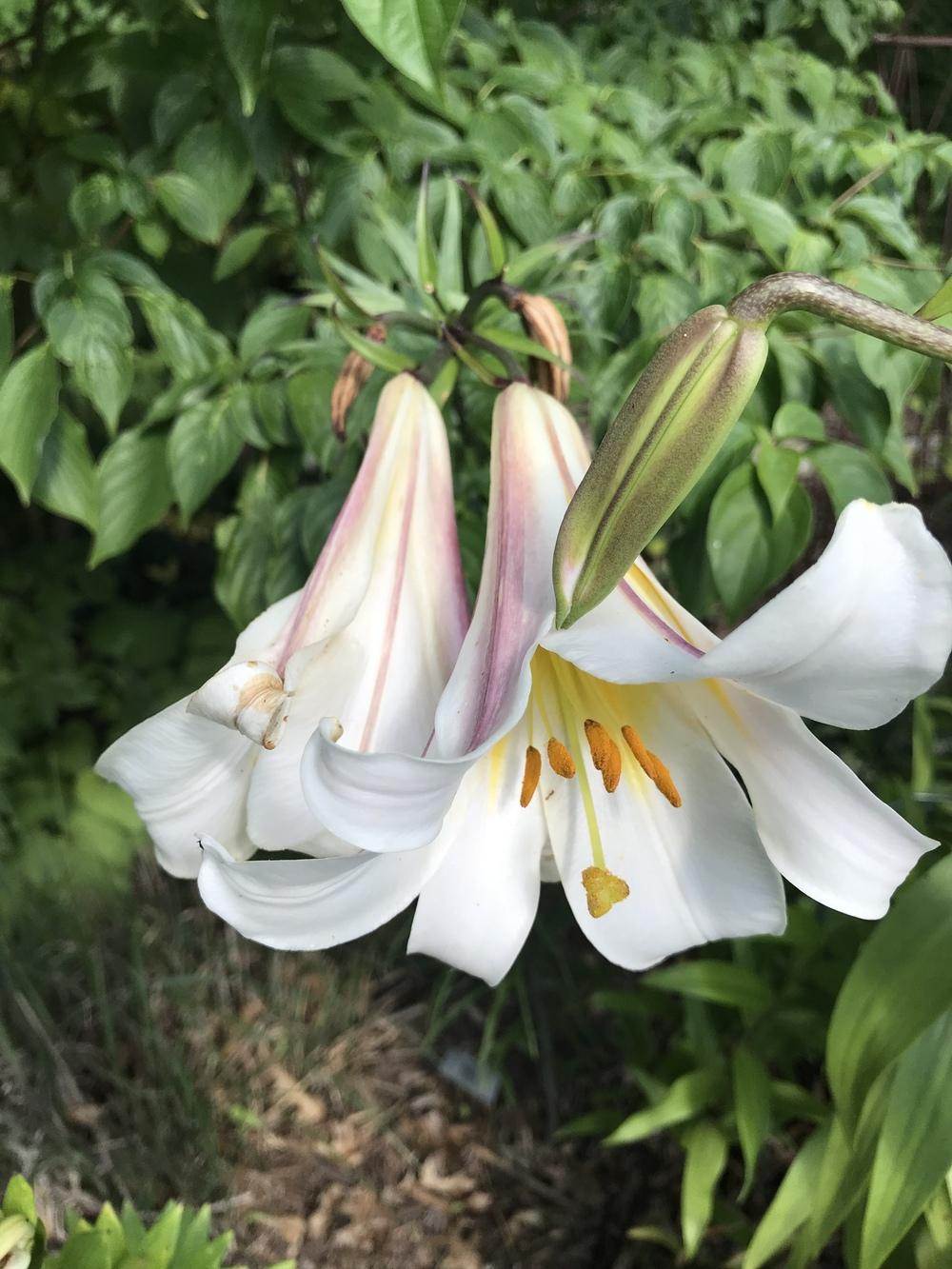 Photo of the bloom of Regal Lily (Lilium regale) posted by Legalily ...