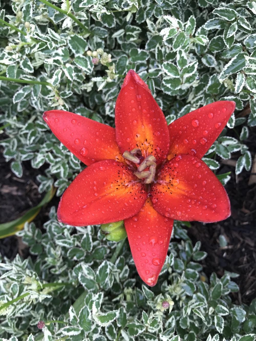 Lily (Lilium 'Festive Joy') in the Lilies Database - Garden.org