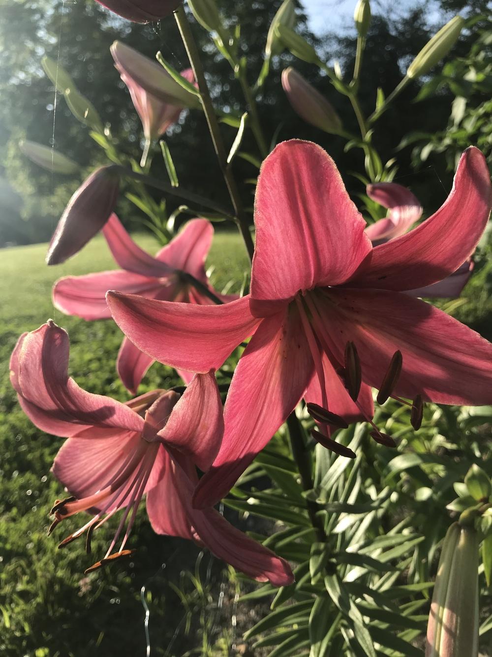 Lily (Lilium 'Pink Flight') in the Lilies Database - Garden.org