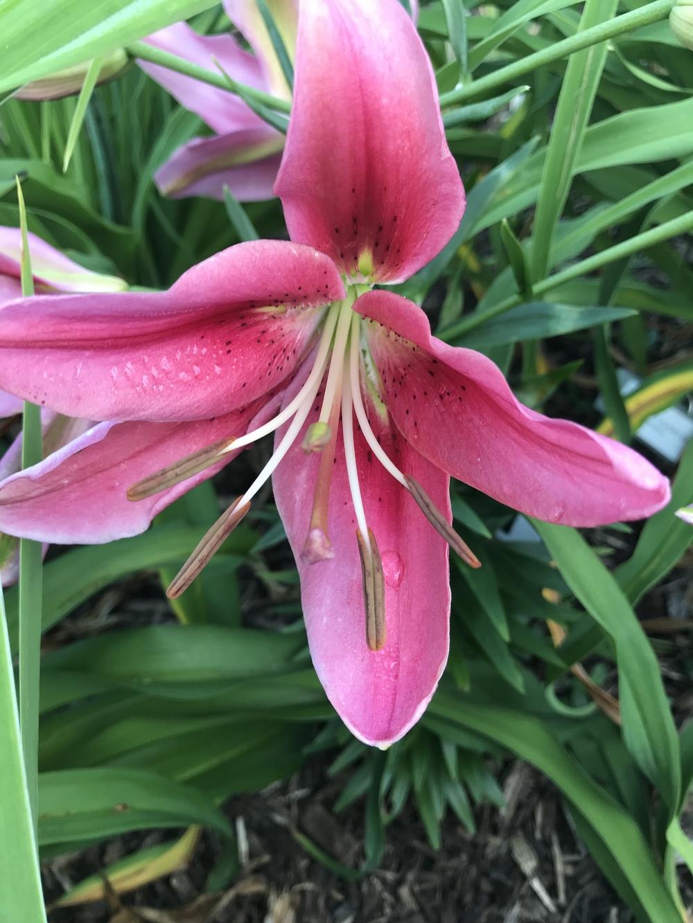 Lily (Lilium 'Child In Time') in the Lilies Database - Garden.org