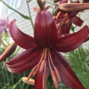 Lily (Lilium 'Red Velvet') in the Lilies Database - Garden.org
