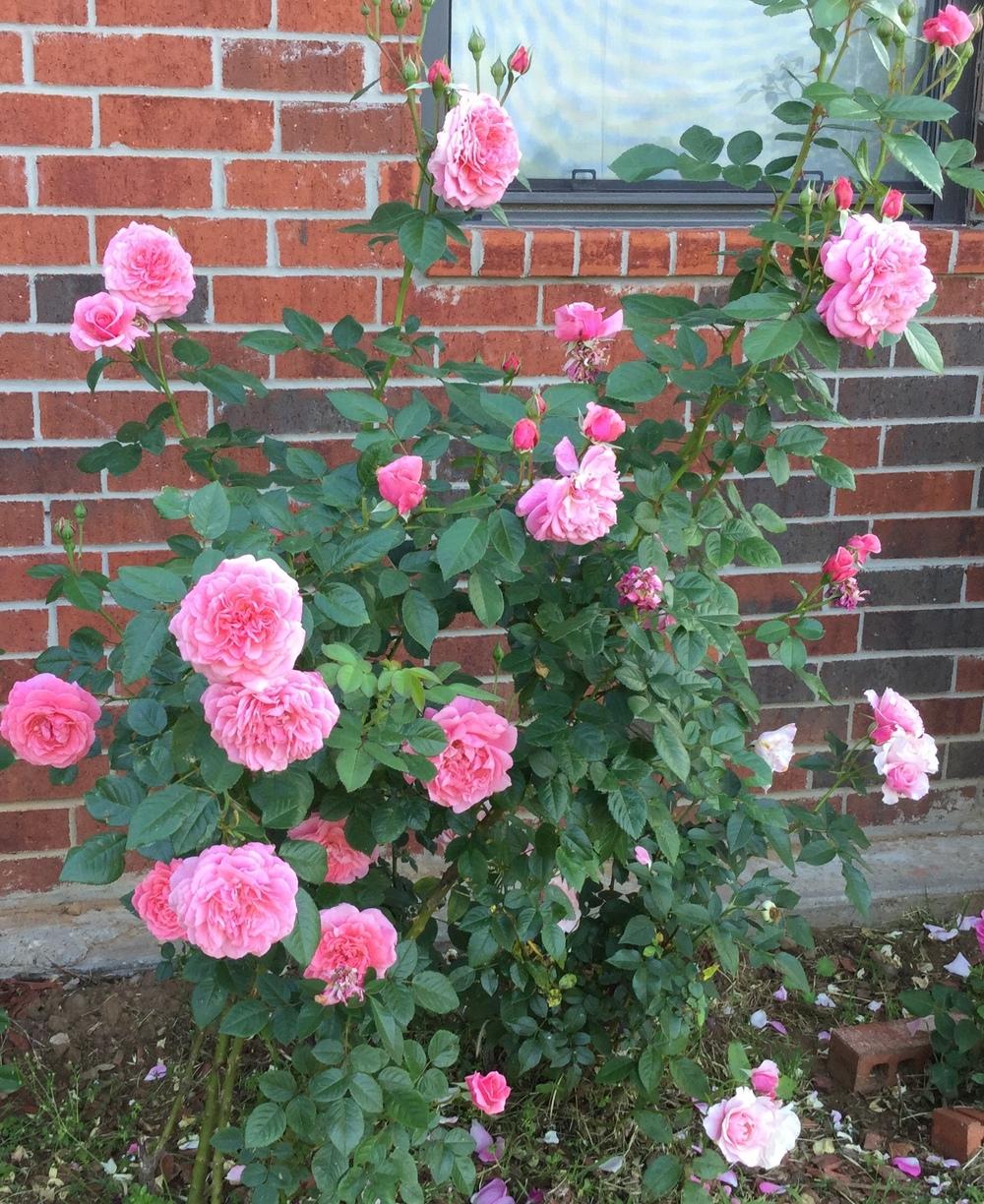 Kordes' ZAIDE in the Roses forum - Garden.org