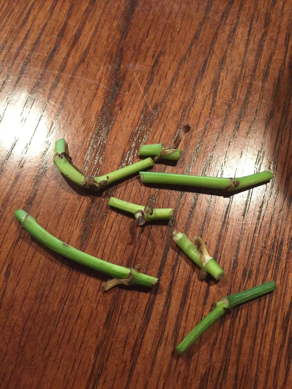 Pothos Root Nodes- How propagate in the Ask a Question forum - Garden.org