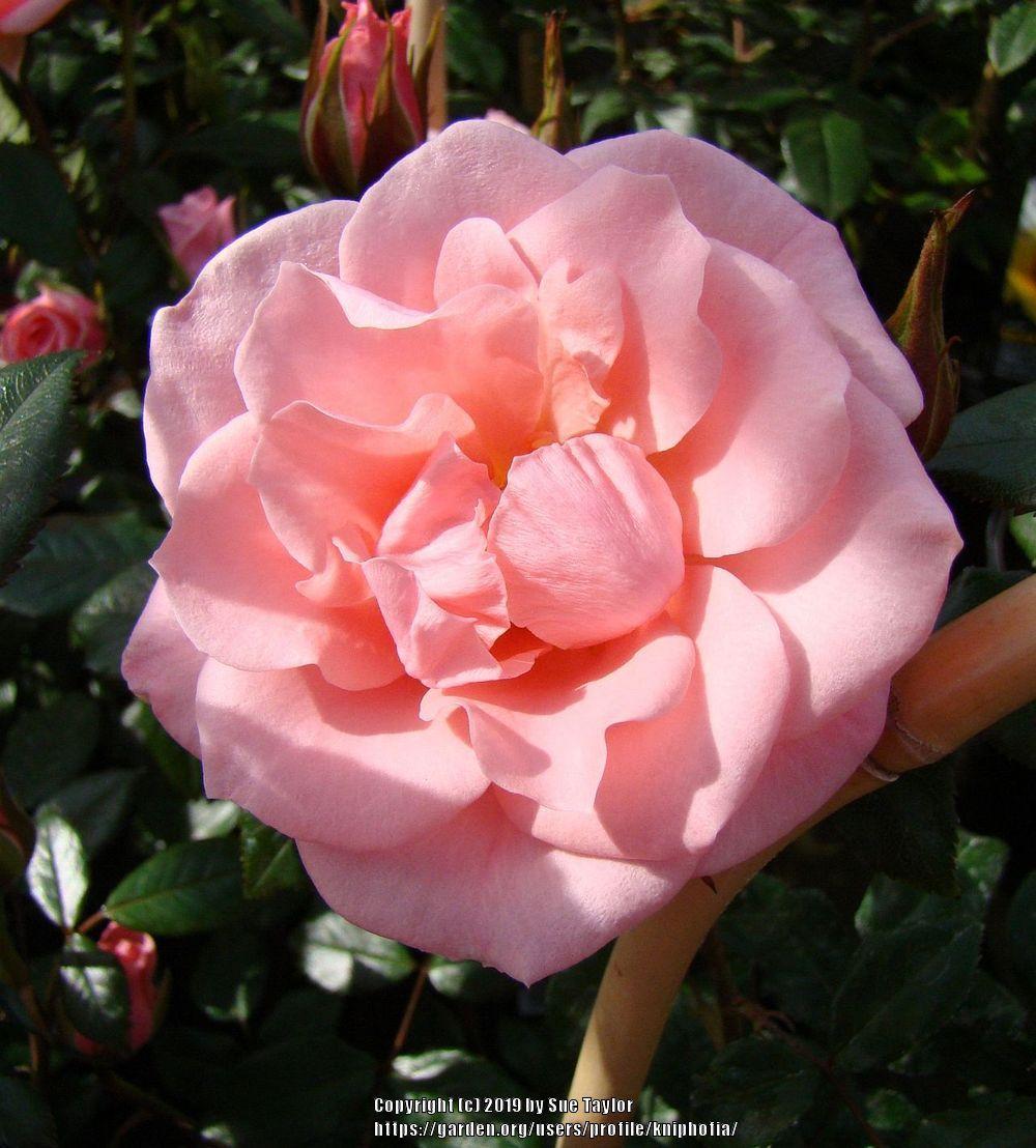 Rose (Rosa 'Star Performer') in the Roses Database - Garden.org