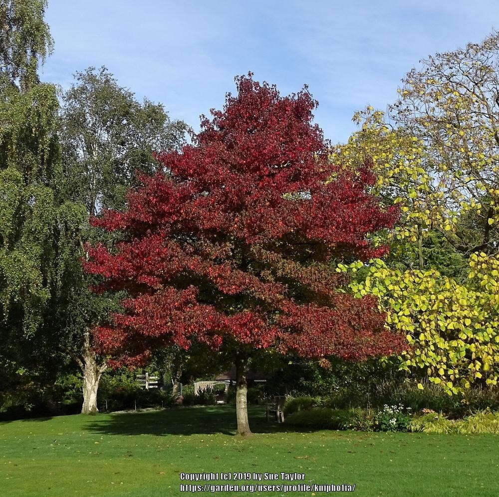 Sweet Gum (Liquidambar styraciflua 'Worplesdon') - Garden.org