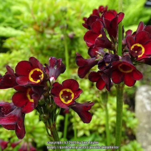 Candelabra Primrose (Primula anisodora) in the Primroses Database ...
