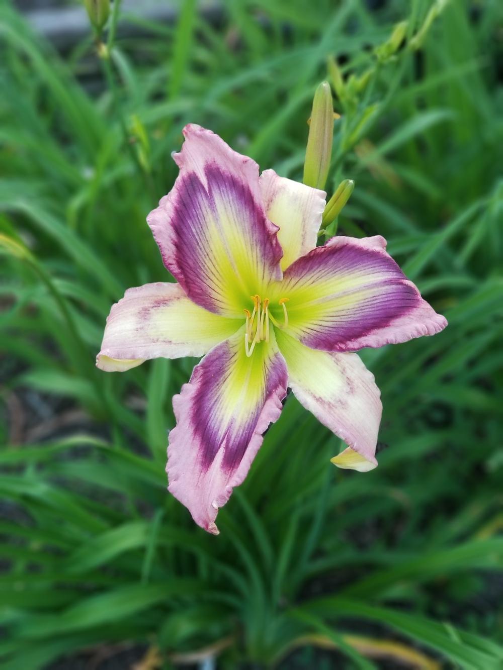 Photo of the bloom of Daylily (Hemerocallis 'Exotic Starfish') posted ...