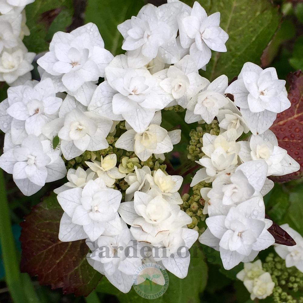 Photo of the entire plant of Lacecap Hydrangea (Hydrangea macrophylla ...