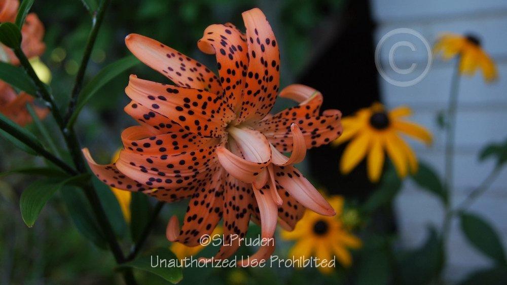 Photo of the bloom of Double Tiger Lily (Lilium lancifolium 'Flore ...