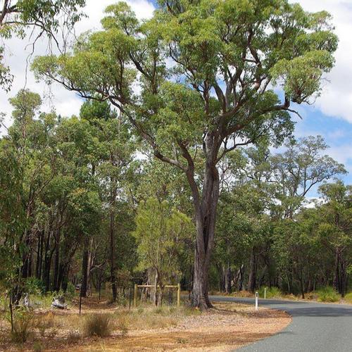 Jarrah Tree (Eucalyptus marginata) - Garden.org