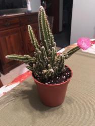 Bent/Stretching Cacti in the Cactus and Succulents forum - Garden.org