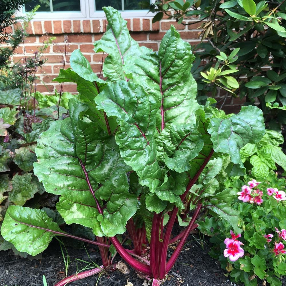 Swiss Chards: Plant Care and Collection of Varieties - Garden.org