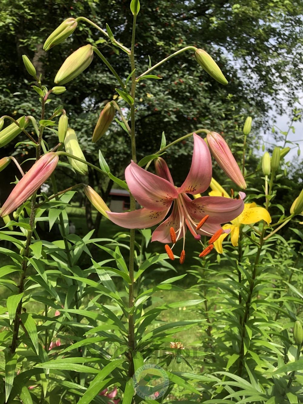 Lily Seedlings 2019 in the Lilies forum - Garden.org