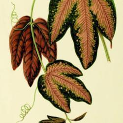 Tri-colored Passion Vine (Passiflora trifasciata) - Garden.org