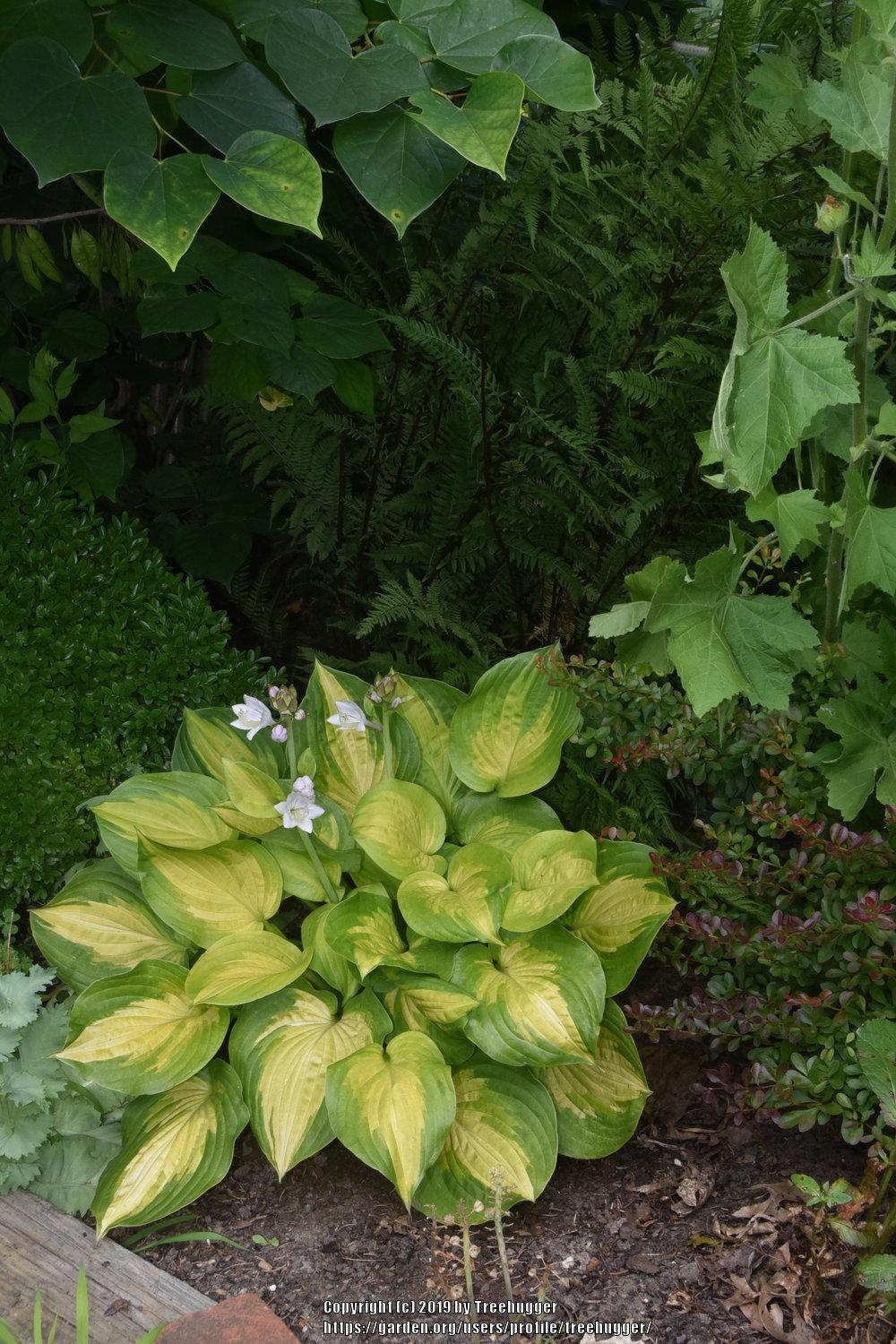 Hosta 'Dance with Me' in the Hostas Database - Garden.org