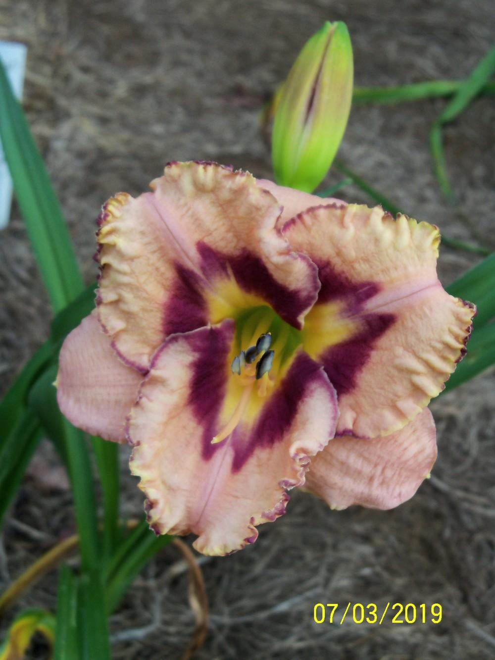 Daylily (Hemerocallis 'Chinese Patchwork') in the Daylilies Database ...