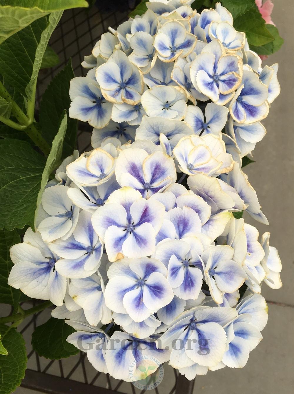 Hydrangea 'Bavaria' in the Hydrangeas Database - Garden.org