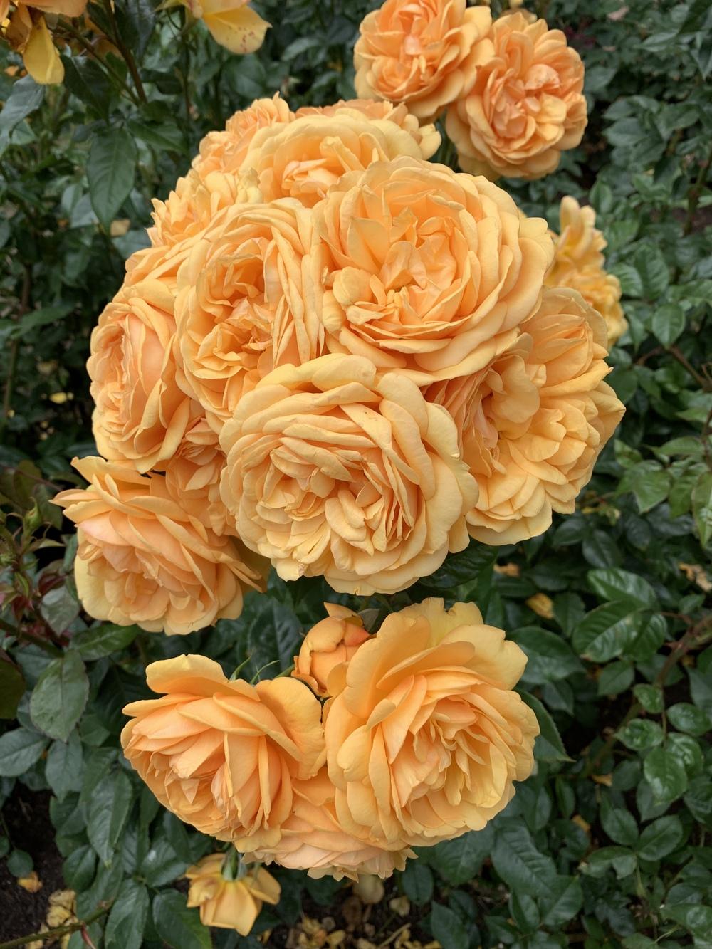 Photo of the bloom of Rose (Rosa 'South Africa') posted by Katygeee ...