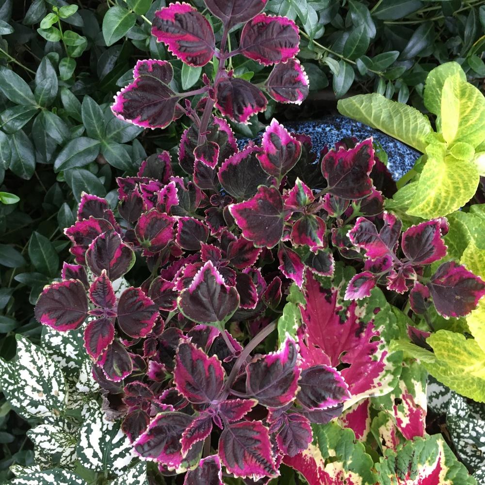 Photo of the leaves of Coleus (Coleus scutellarioides Stained ...