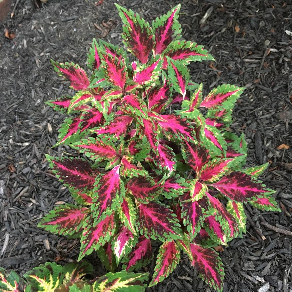 Coleus (Coleus scutellarioides PartyTime™ Pink Fizzz) in the Coleus ...