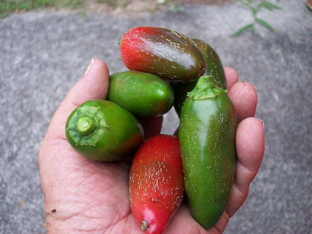 Jalapeno Pepper (Capsicum 'Emerald Fire') in the Peppers Database ...