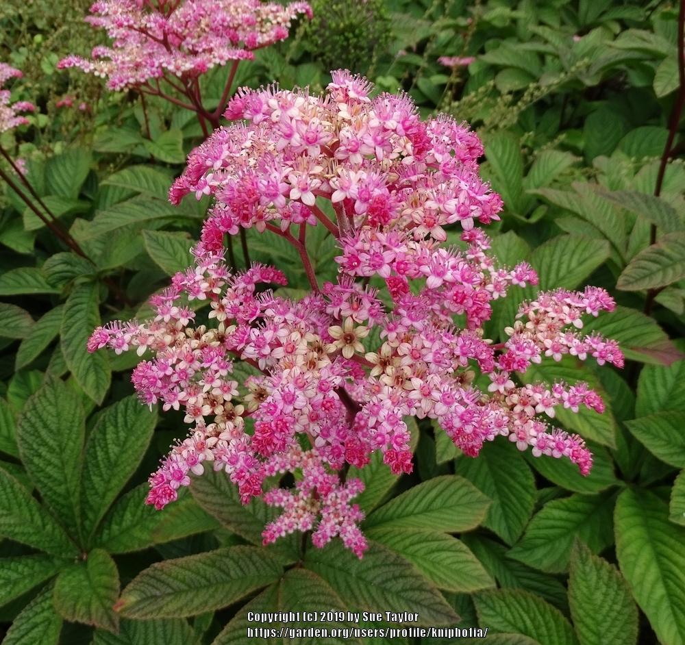 Rodgersia (Rodgersia pinnata) - Garden.org