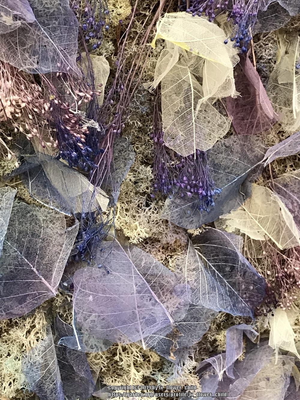 Share Your Photos in the Garden Photos forum - Garden.org