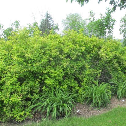 Midwestern Ninebark (Physocarpus opulifolius var. intermedius 'Nugget ...
