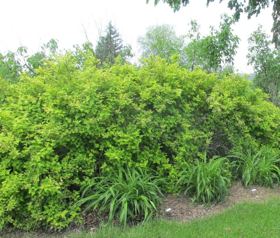 Midwestern Ninebark (Physocarpus opulifolius var. intermedius 'Nugget ...