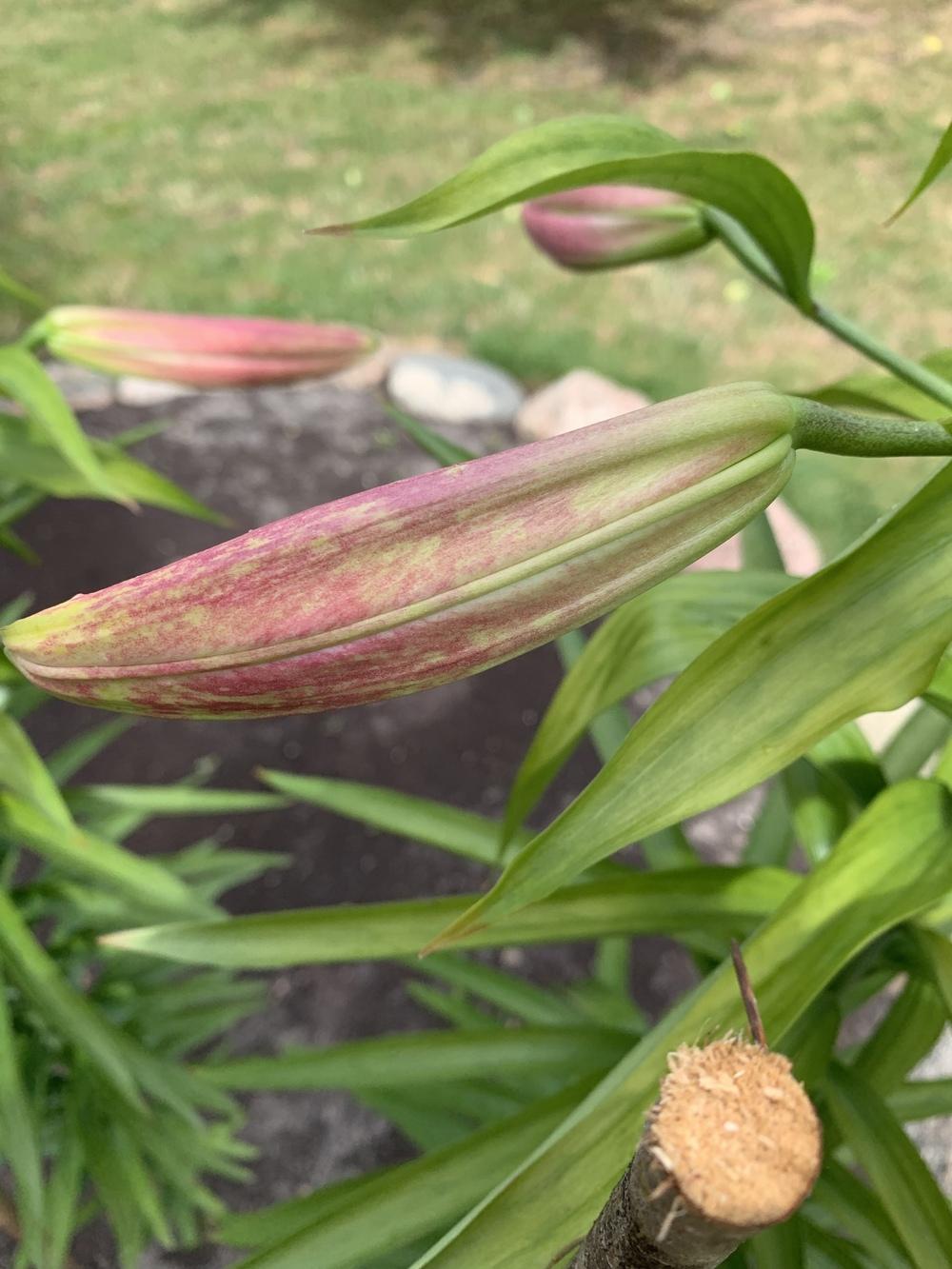 Lily virus? in the Lilies forum - Garden.org