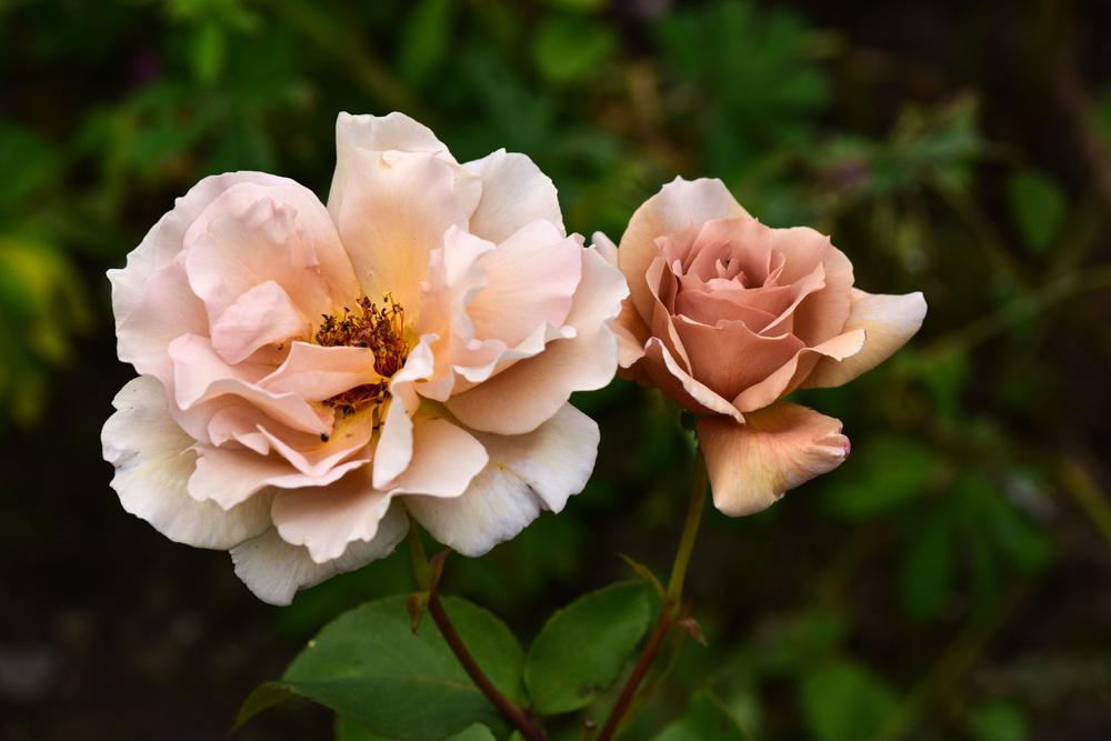 Photo of the bloom of Rose (Rosa 'Julia's Rose') posted by cliftoncat ...