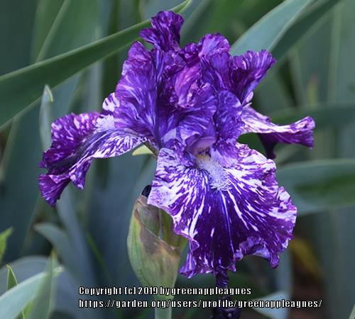 Tall Bearded iris - Splatter Matters in the Irises forum - Garden.org