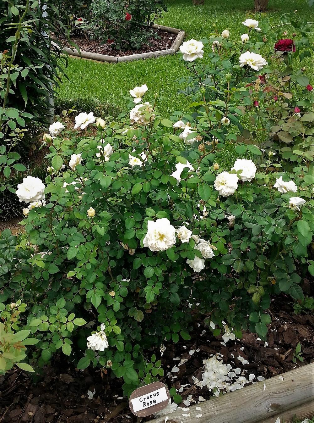 best Full rose bush photos in the Roses forum - Garden.org