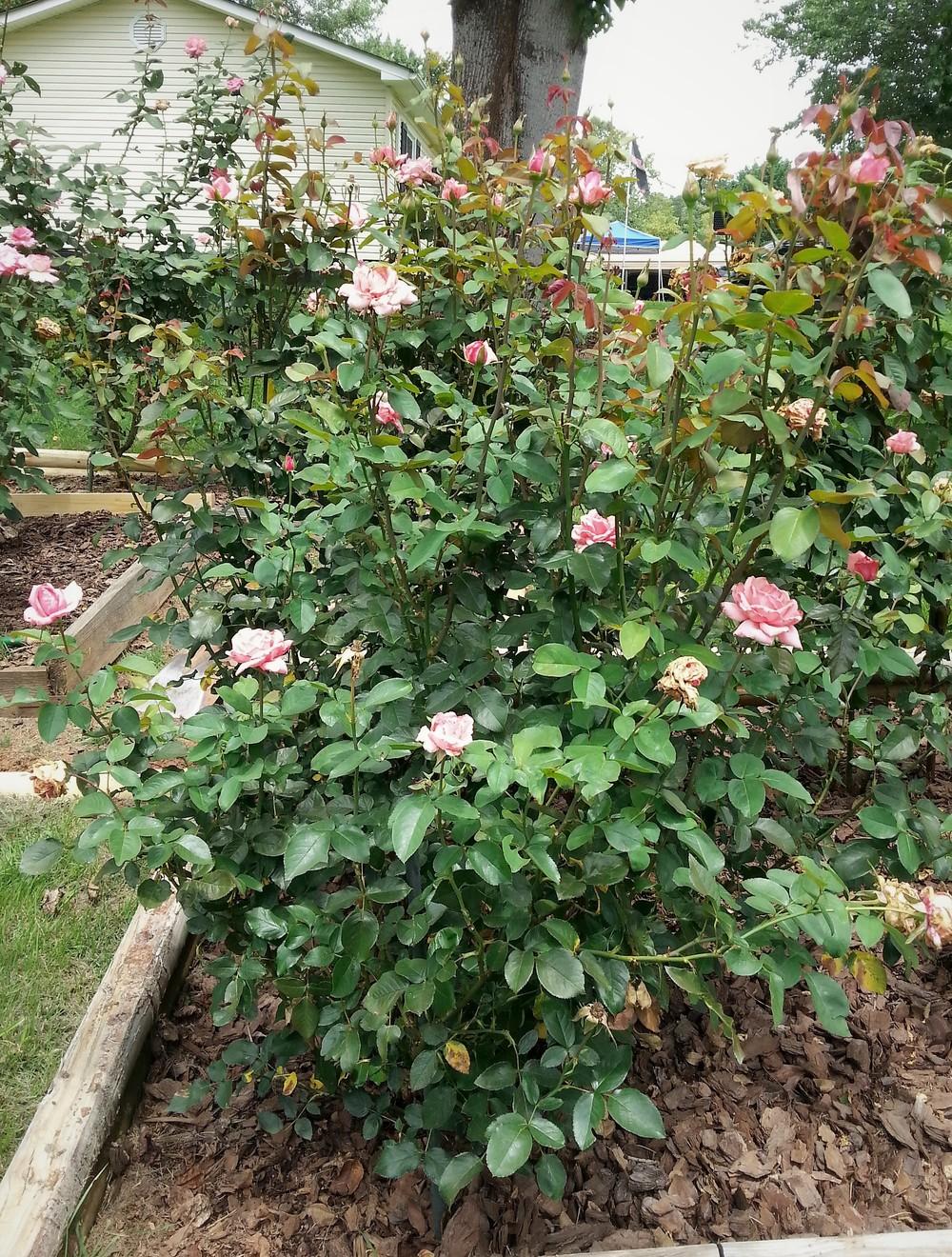 best Full rose bush photos in the Roses forum - Garden.org