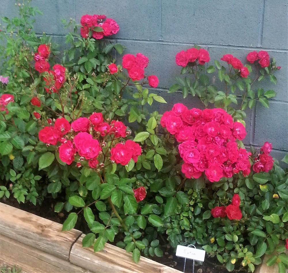 best Full rose bush photos in the Roses forum - Garden.org