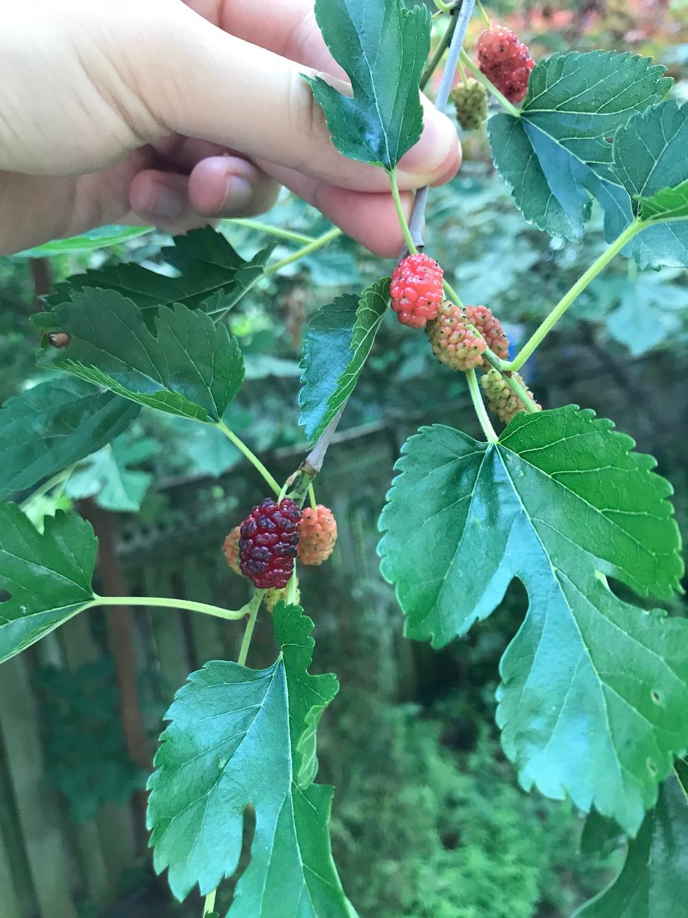 Can you identify this berry tree? in the Plant ID forum - Garden.org