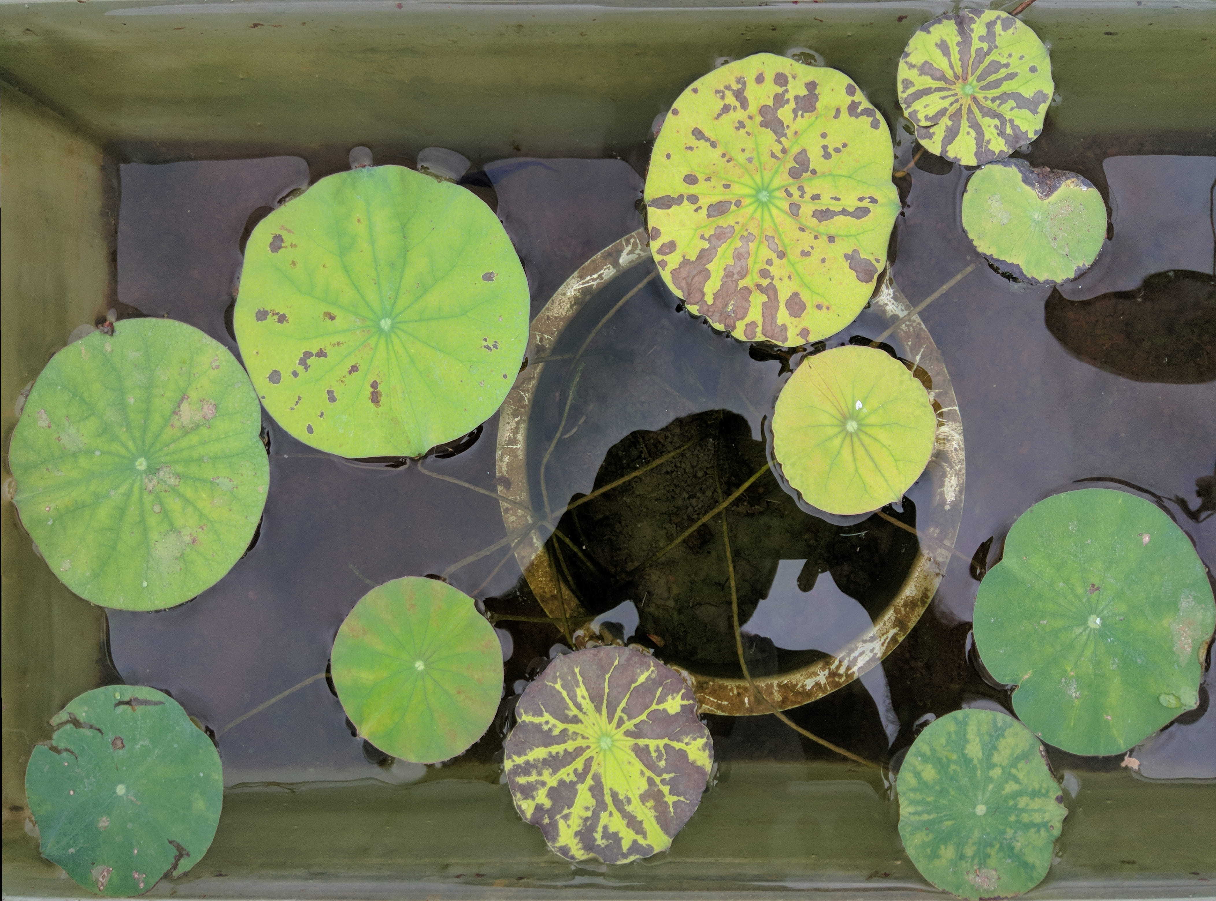 yellowing and dark spots on lotus seedlings in the Pests and Diseases ...